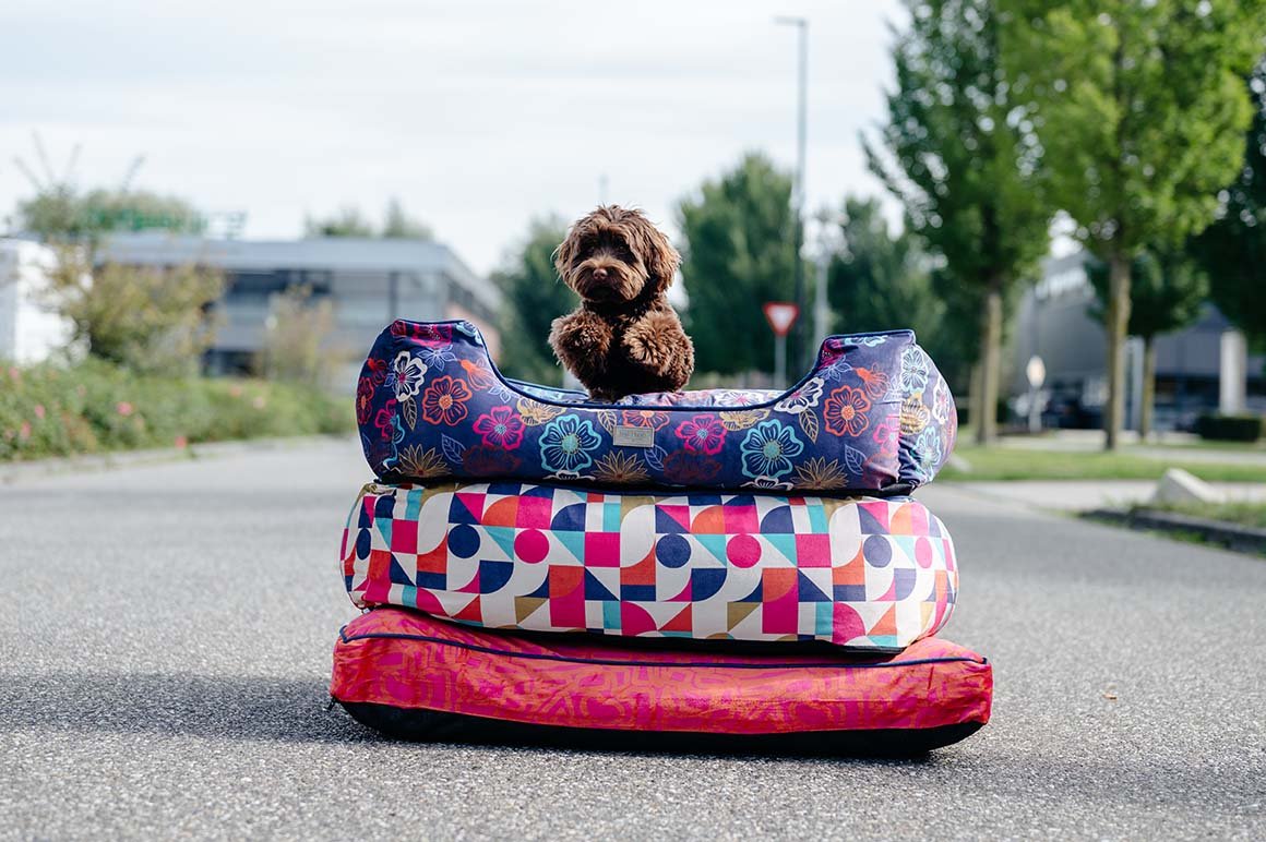 Wie Du Dein Zuhause auf einen neuen Hund vorbereitest – boandflash.com