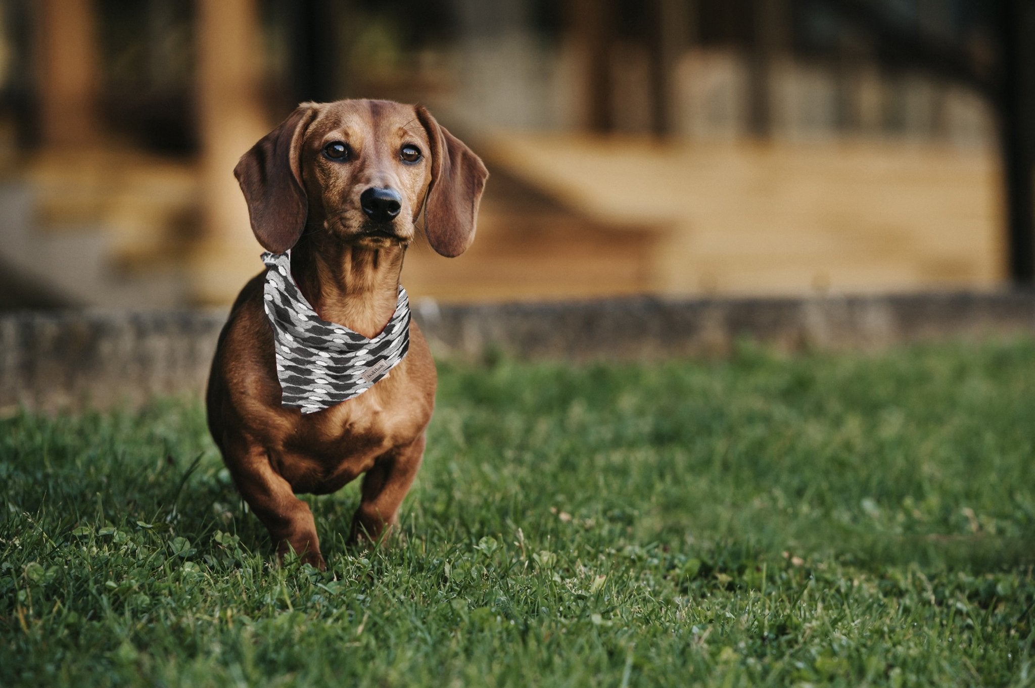 Japandi serenity collection - Design für Hunde und Katzen | bo&flash ...