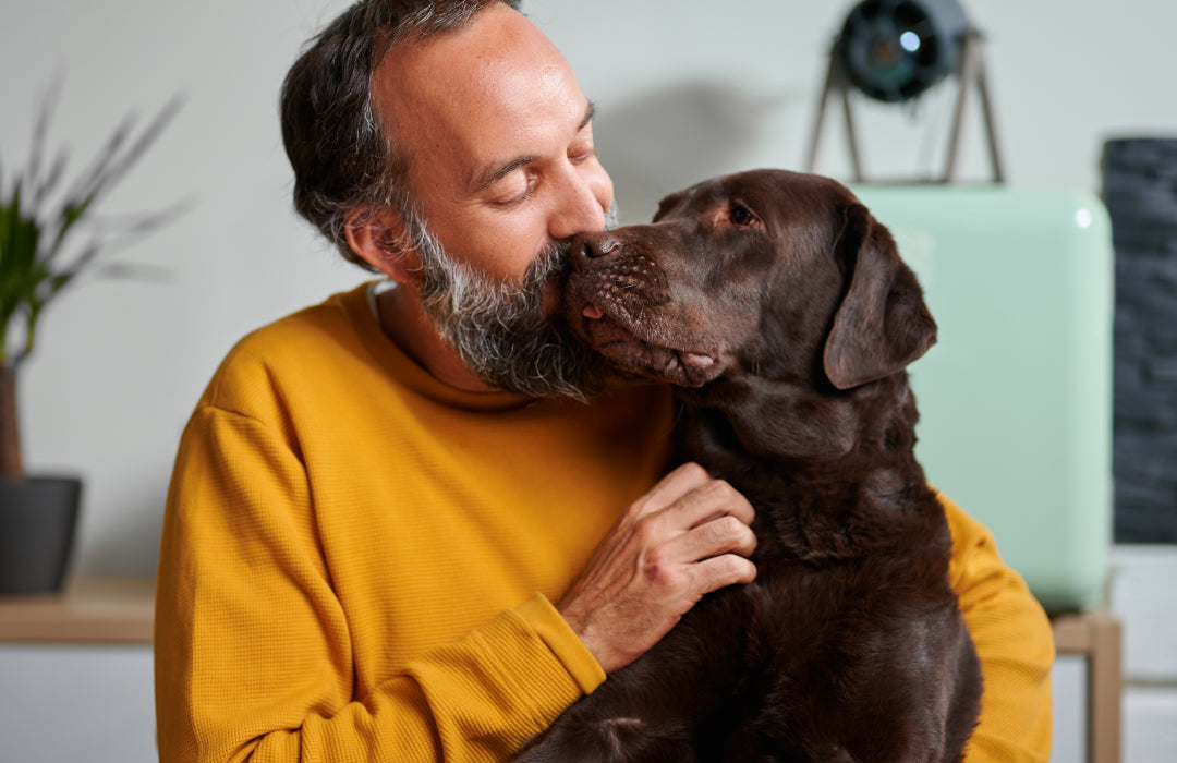 Stylisch bis in die Pfoten – boandflash.com